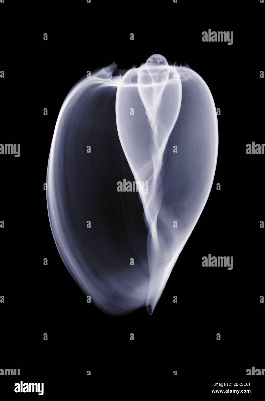 Sea shell radiograph hi-res stock photography and images - Alamy