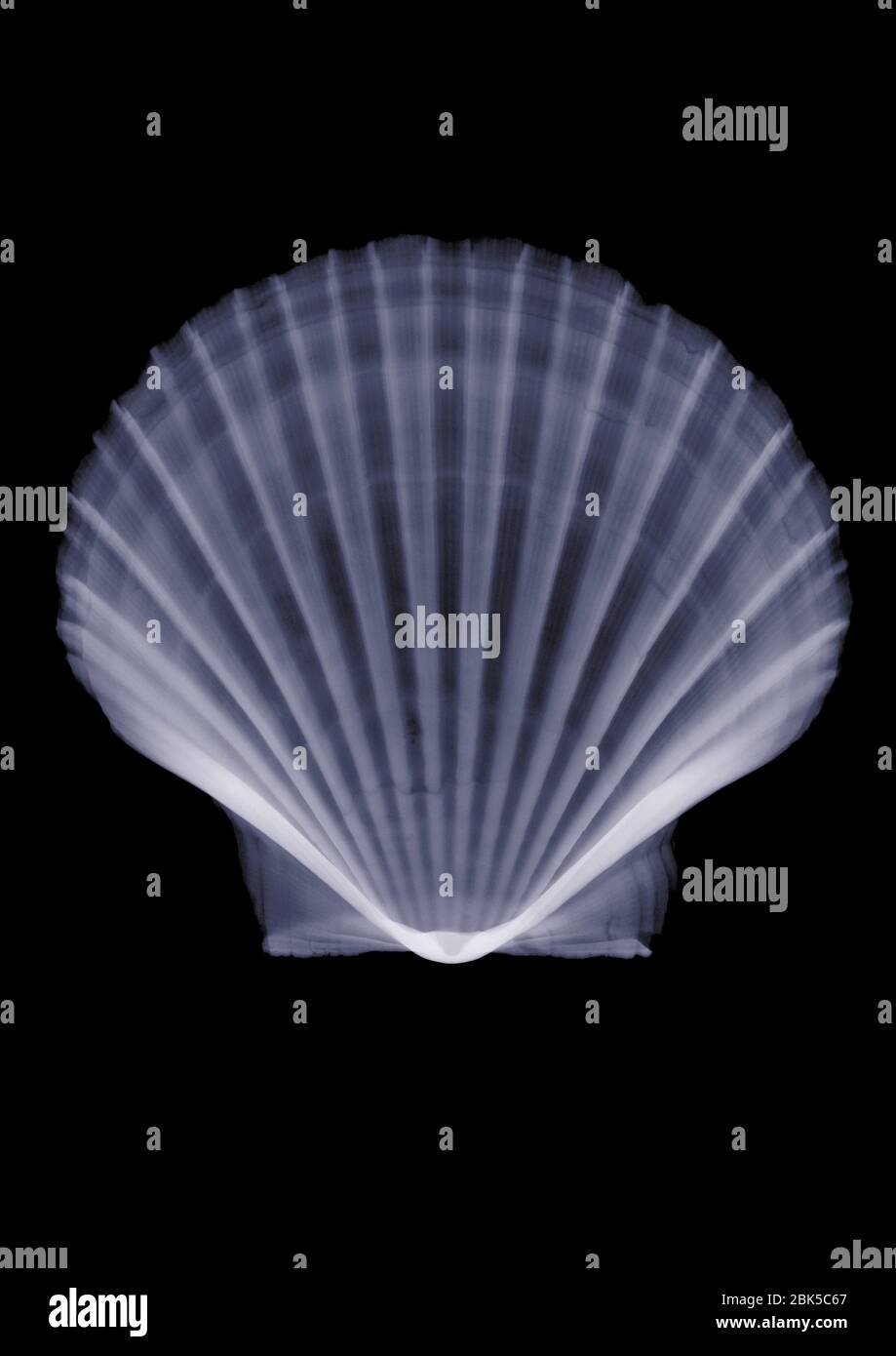 Shell x ray hi-res stock photography and images - Alamy