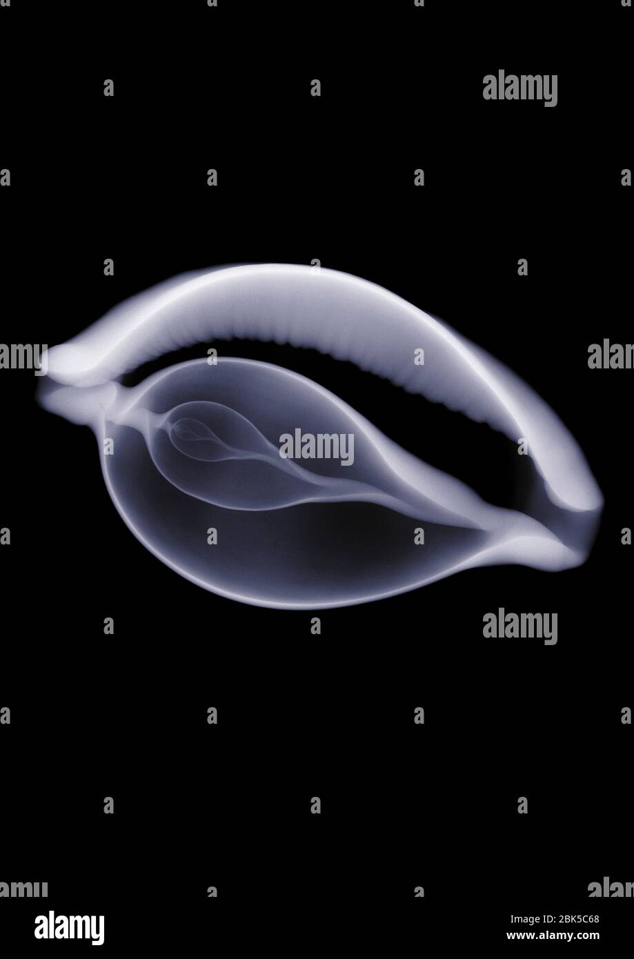 Conical shell hi-res stock photography and images - Alamy