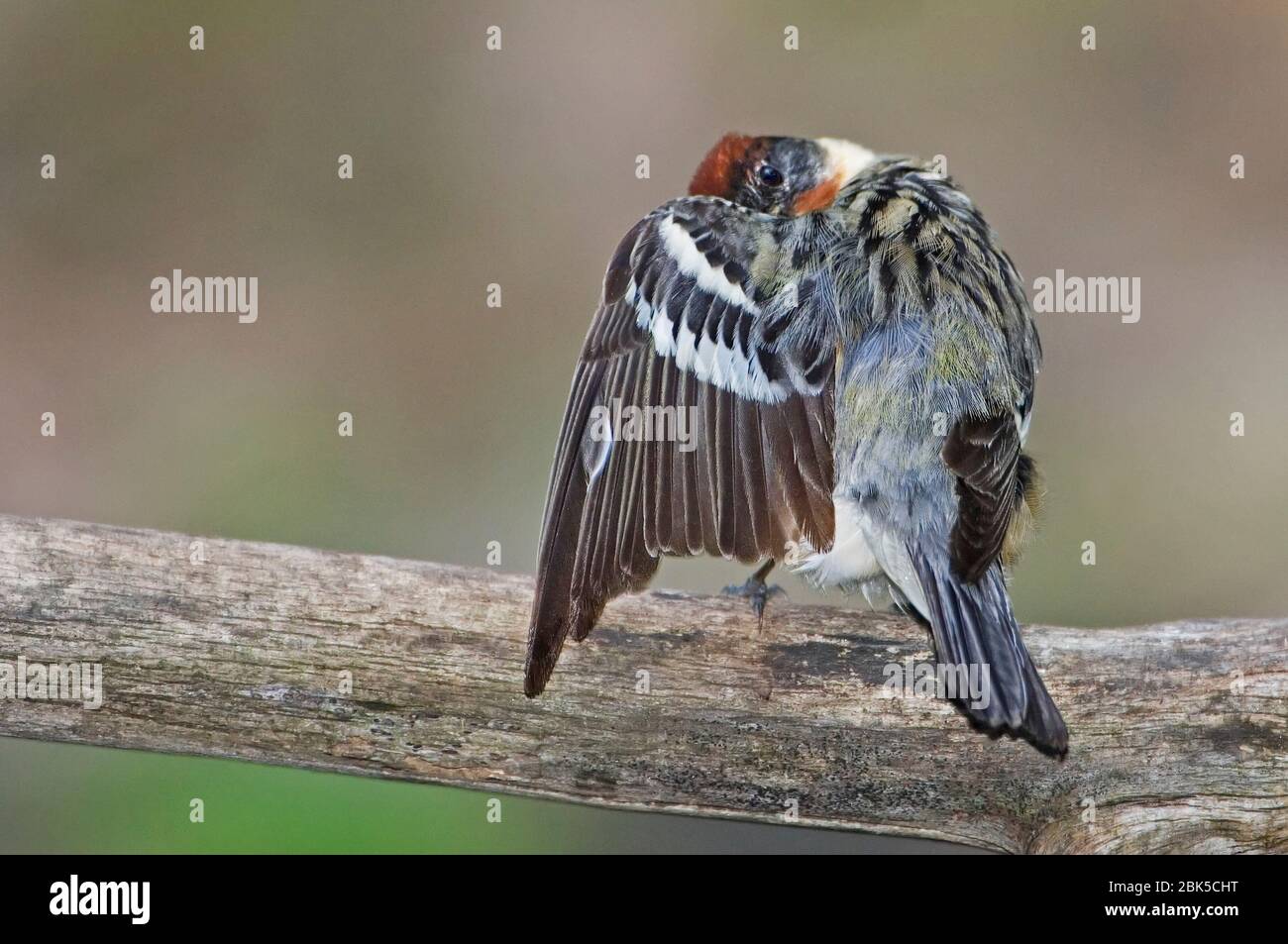 Bay-breasted warbler during spring migration Stock Photo - Alamy