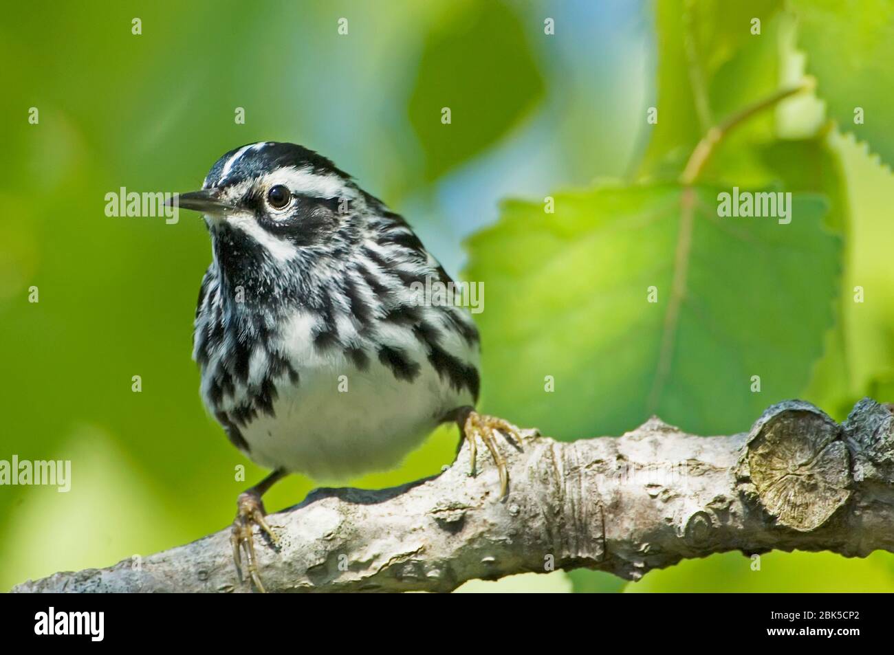 Black and white warbler, during spring migration Stock Photo - Alamy