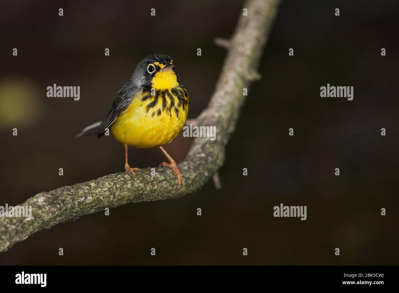Canada warbler during spring migration Stock Photo - Alamy