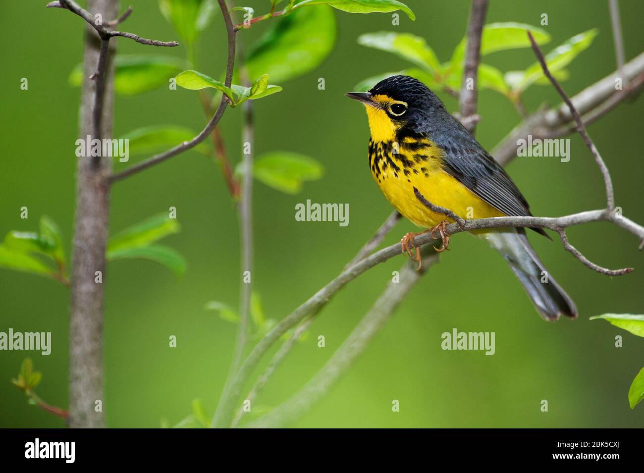 Canada warbler during spring migration Stock Photo - Alamy
