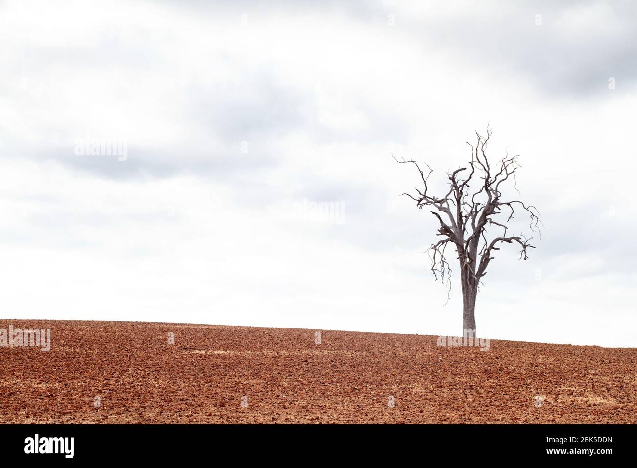A lone dead tree in the harsh landscape of Western Australia Stock ...