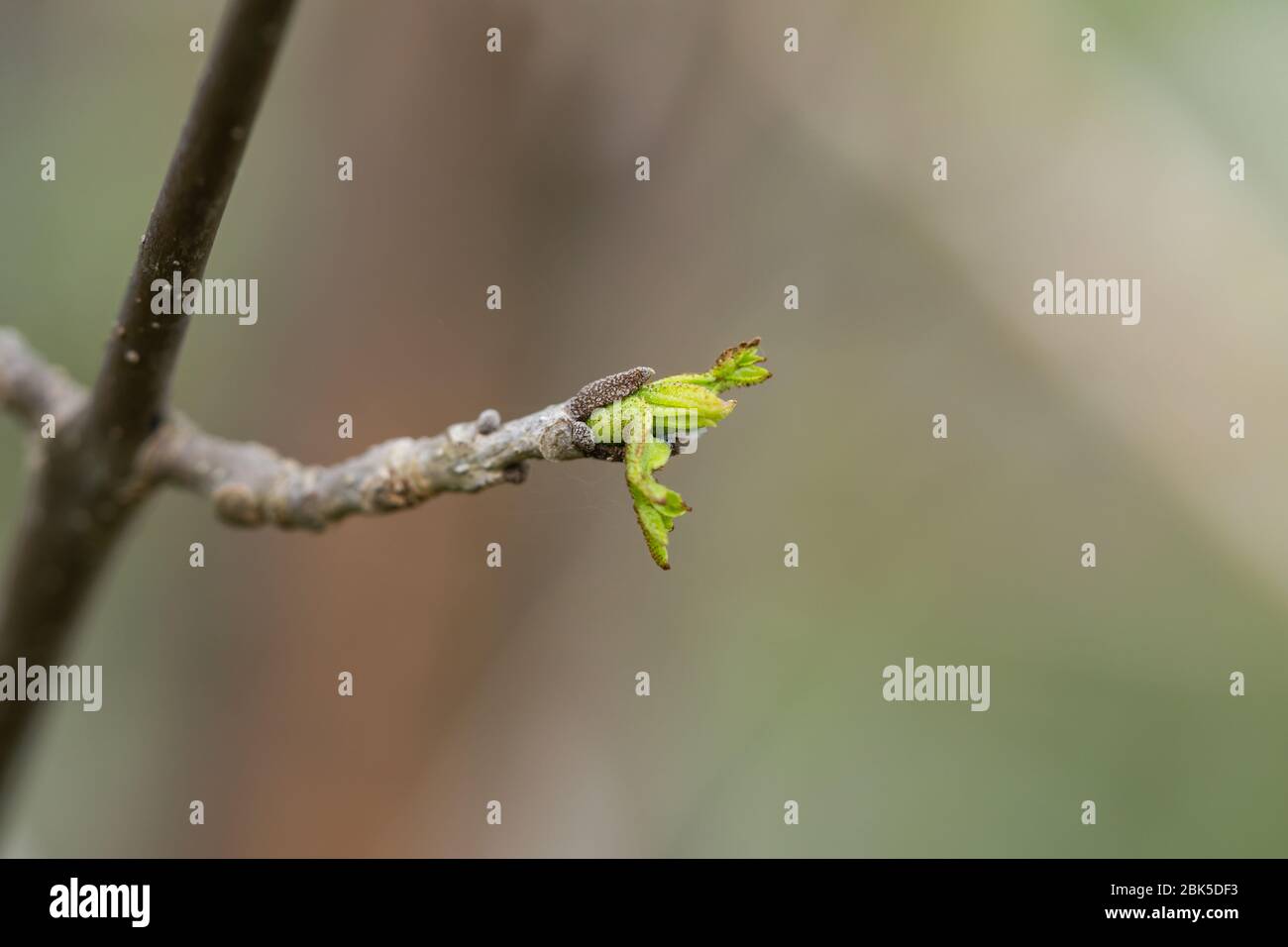 Ash Leaves Sprouting in Springtime Stock Photo - Alamy