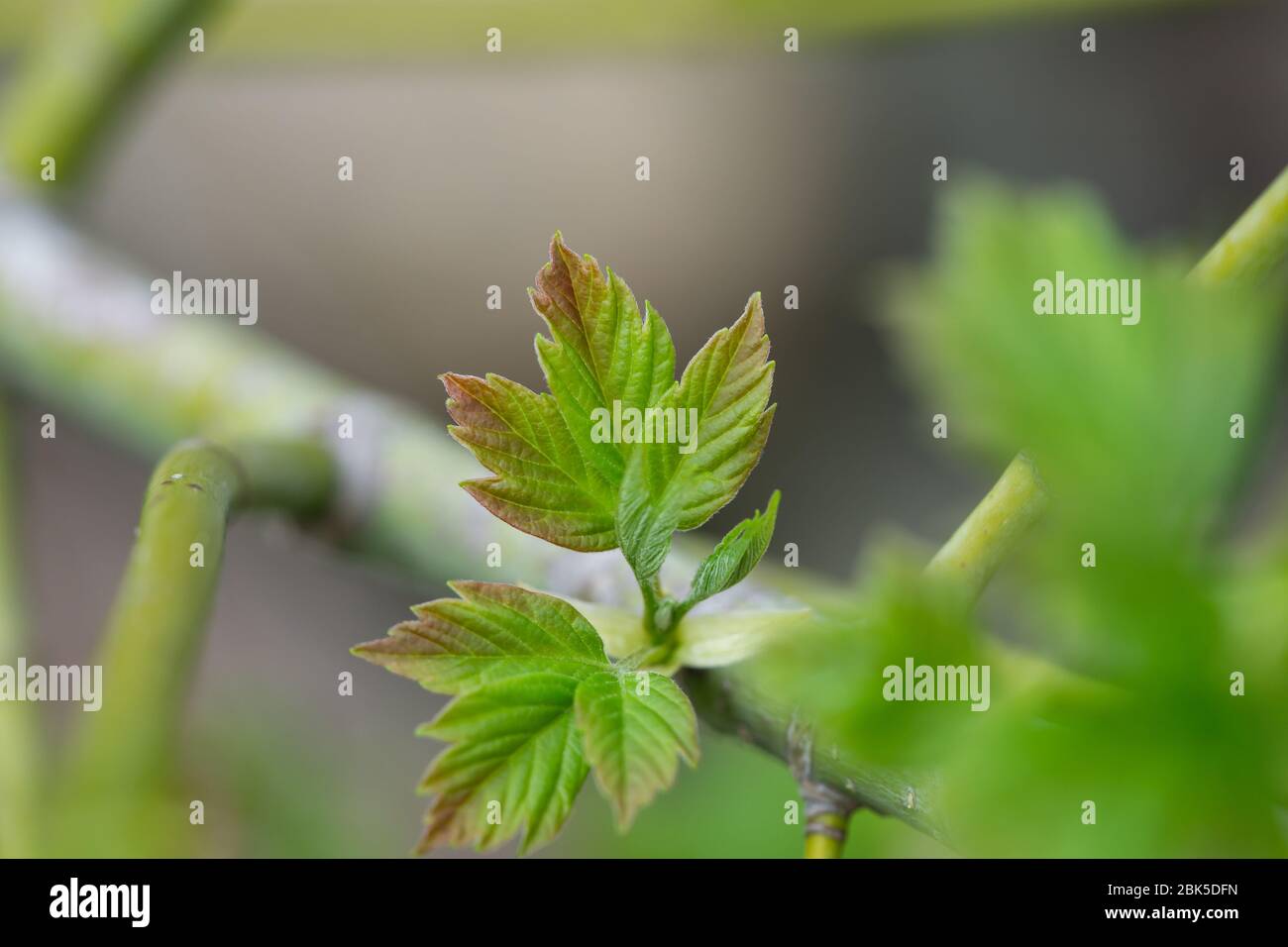 Boxelder maple leaves hi-res stock photography and images - Alamy
