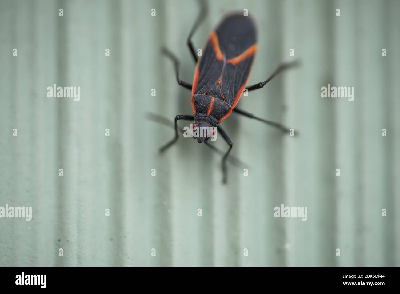 Boxelder bug hi-res stock photography and images - Alamy