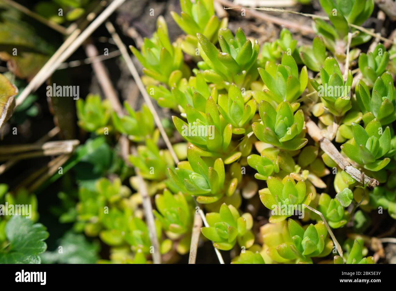 Gold Moss Sedum High Resolution Stock Photography and Images - Alamy
