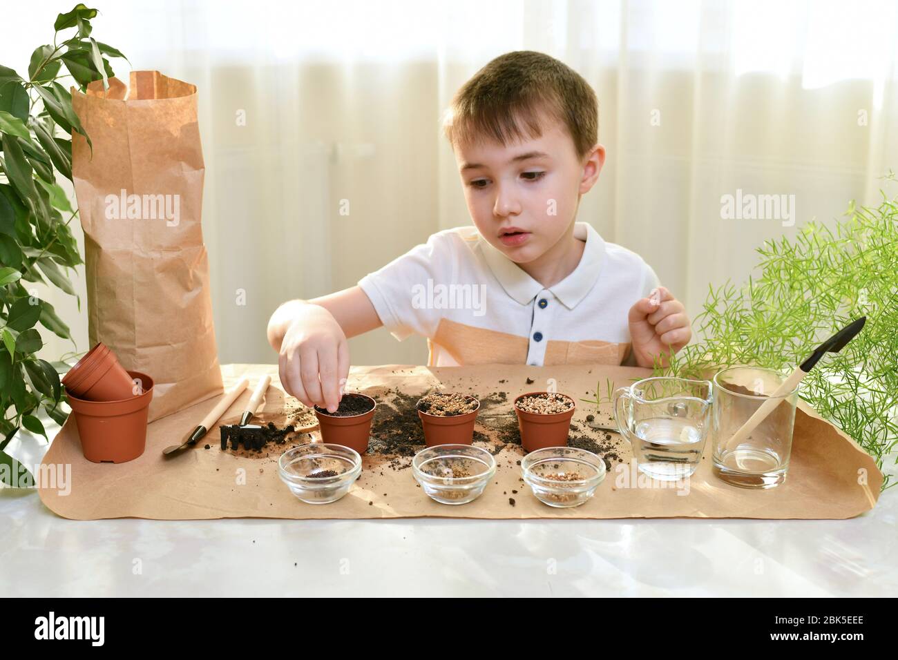 The boy in the light rays from the window plants the seeds of plants in ...