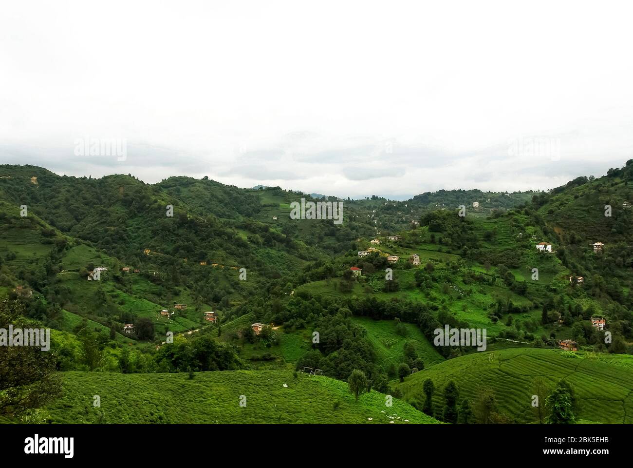 TRABZON / TURKEY - SEPTEMBER 04, 2006: Villages and Tea plantations. Of ...
