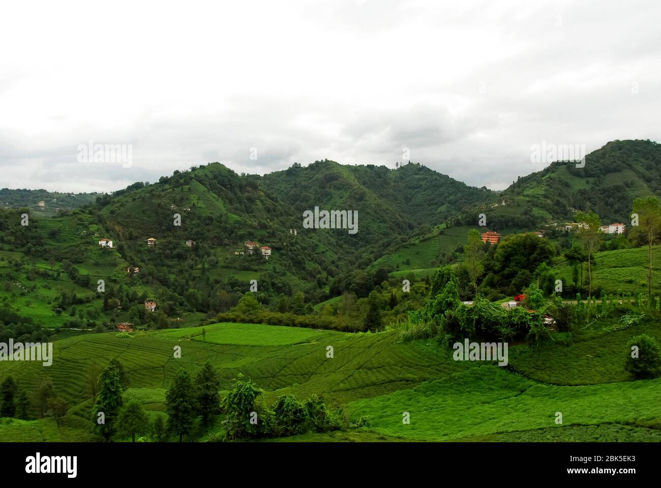 TRABZON / TURKEY - SEPTEMBER 04, 2006: Village, Tea Plantations. Of ...