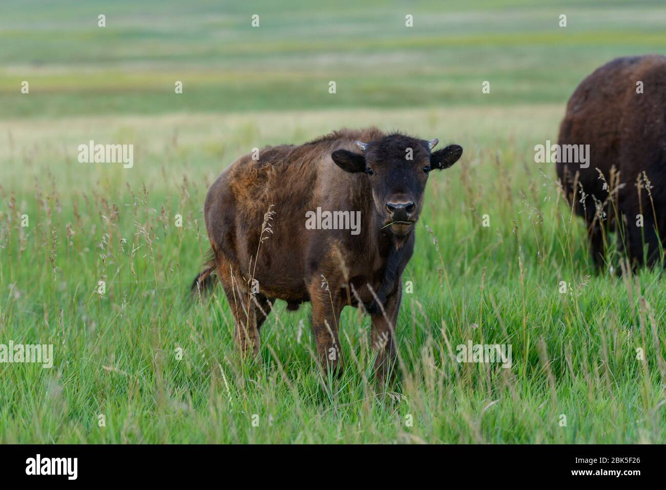 Bison chewing grass hi-res stock photography and images - Alamy