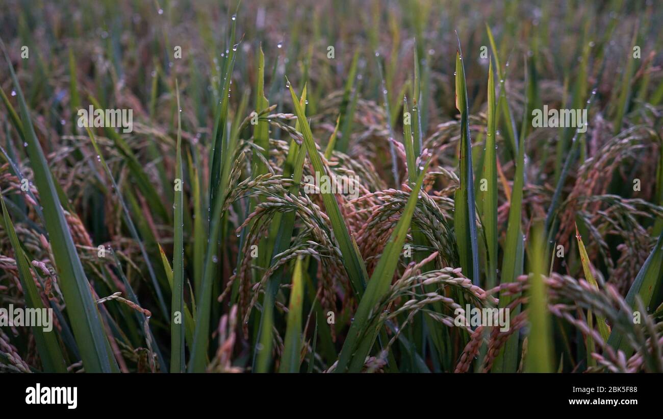 Rice field dew sunset hi-res stock photography and images - Alamy