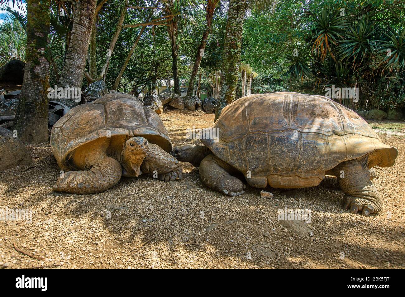 Seychelles tortoise beach hi-res stock photography and images - Alamy