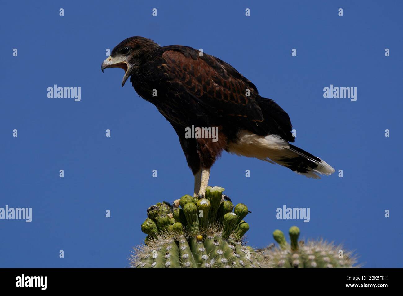 Juvenile harris hawk hi-res stock photography and images - Alamy