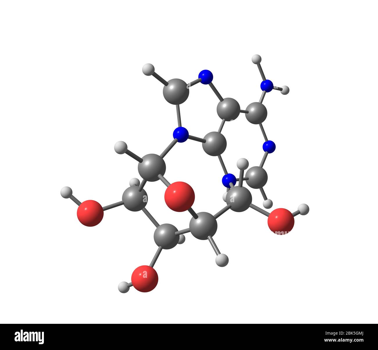 Adenosine is a purine nucleoside composed of a molecule of adenine ...