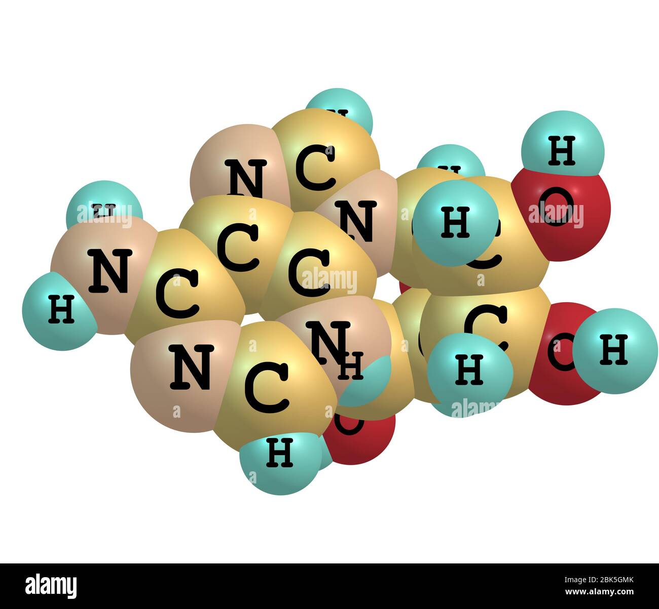 Adenosine is a purine nucleoside composed of a molecule of adenine ...