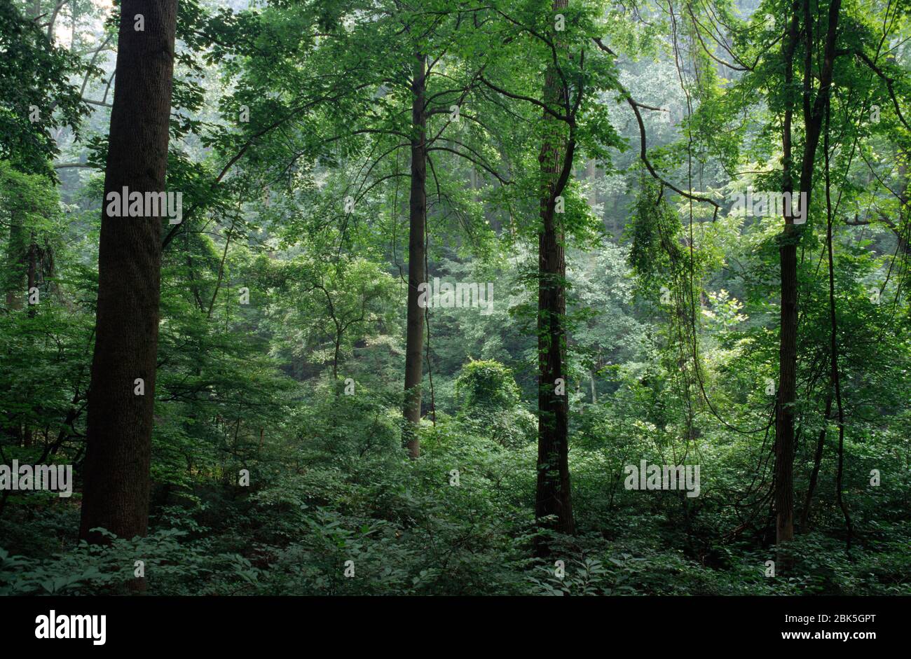 Tulip poplar forest, Fairmont Park, Philadelphia, Pennsylvania Stock ...