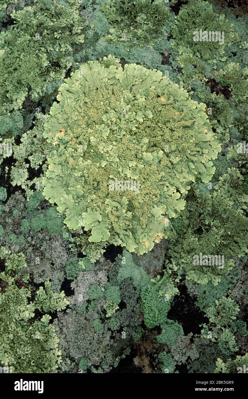 Lichen along Tuscarora Trail, Cowans Gap State Park, Pennsylvania Stock ...