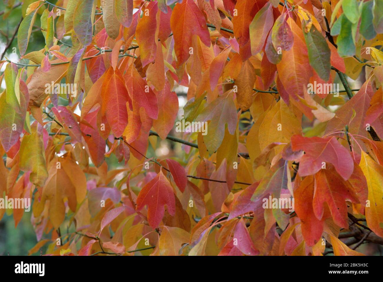 Sassafras albidum sassafras hi-res stock photography and images - Alamy