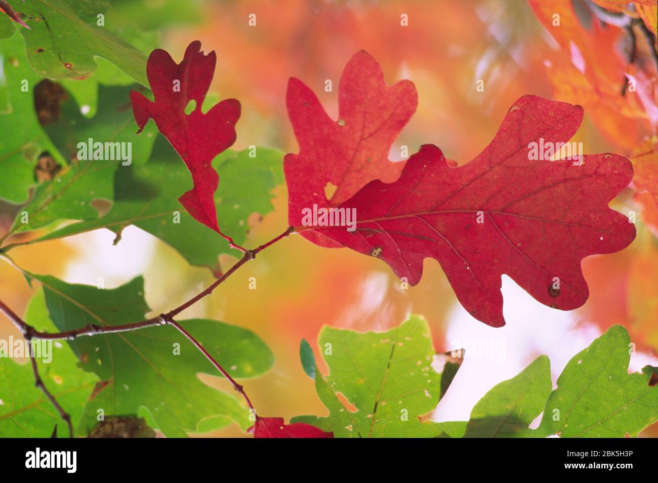 Sproul hi-res stock photography and images - Alamy