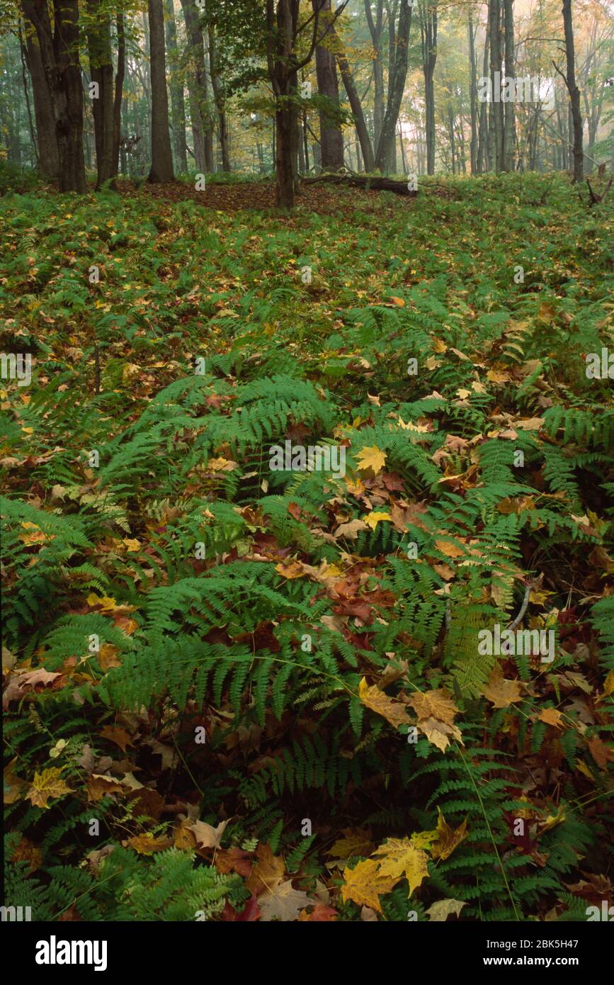 Hardwood forest, Pine Tree Natural Area, Elk State Forest, Pennsylvania ...