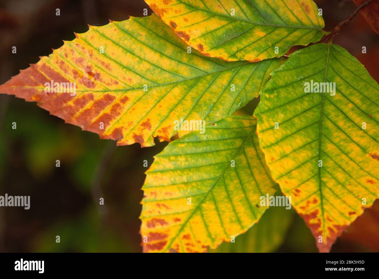 Beech leaves along Little Drummer Historic Trail, Allegheny National ...