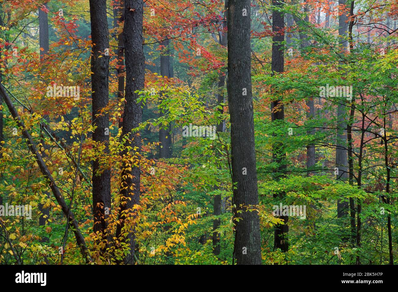 Allegheny national forest hi-res stock photography and images - Alamy