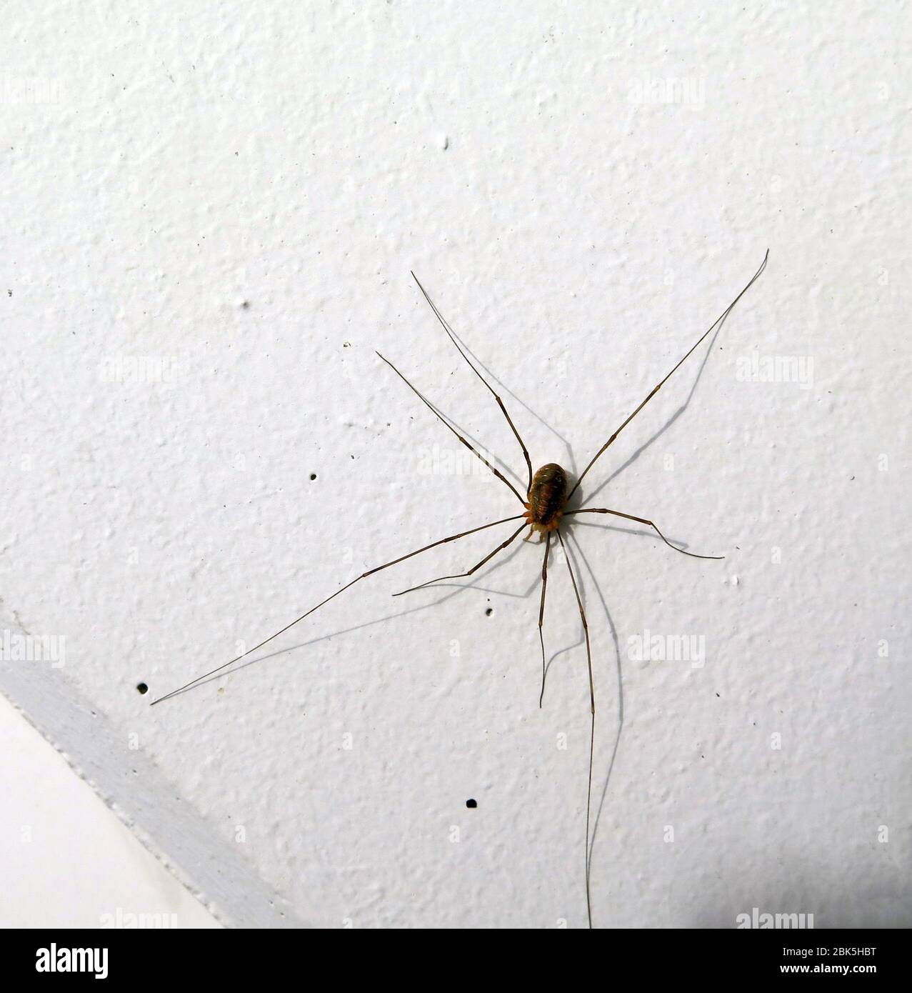 Commonly known as cellar spiders hi-res stock photography and images ...