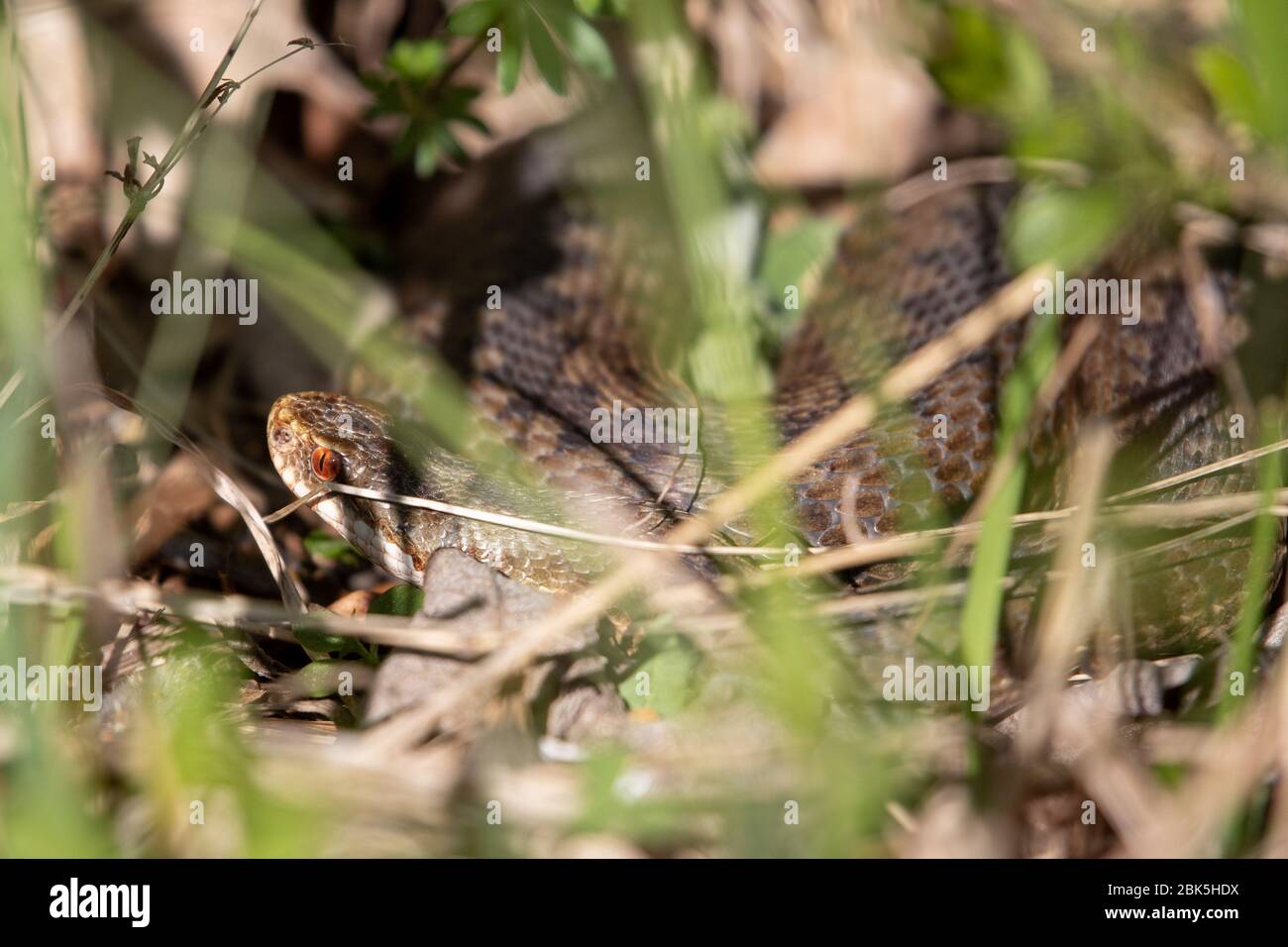Female Adder Vipera Berus In The Grass High Resolution Stock ...