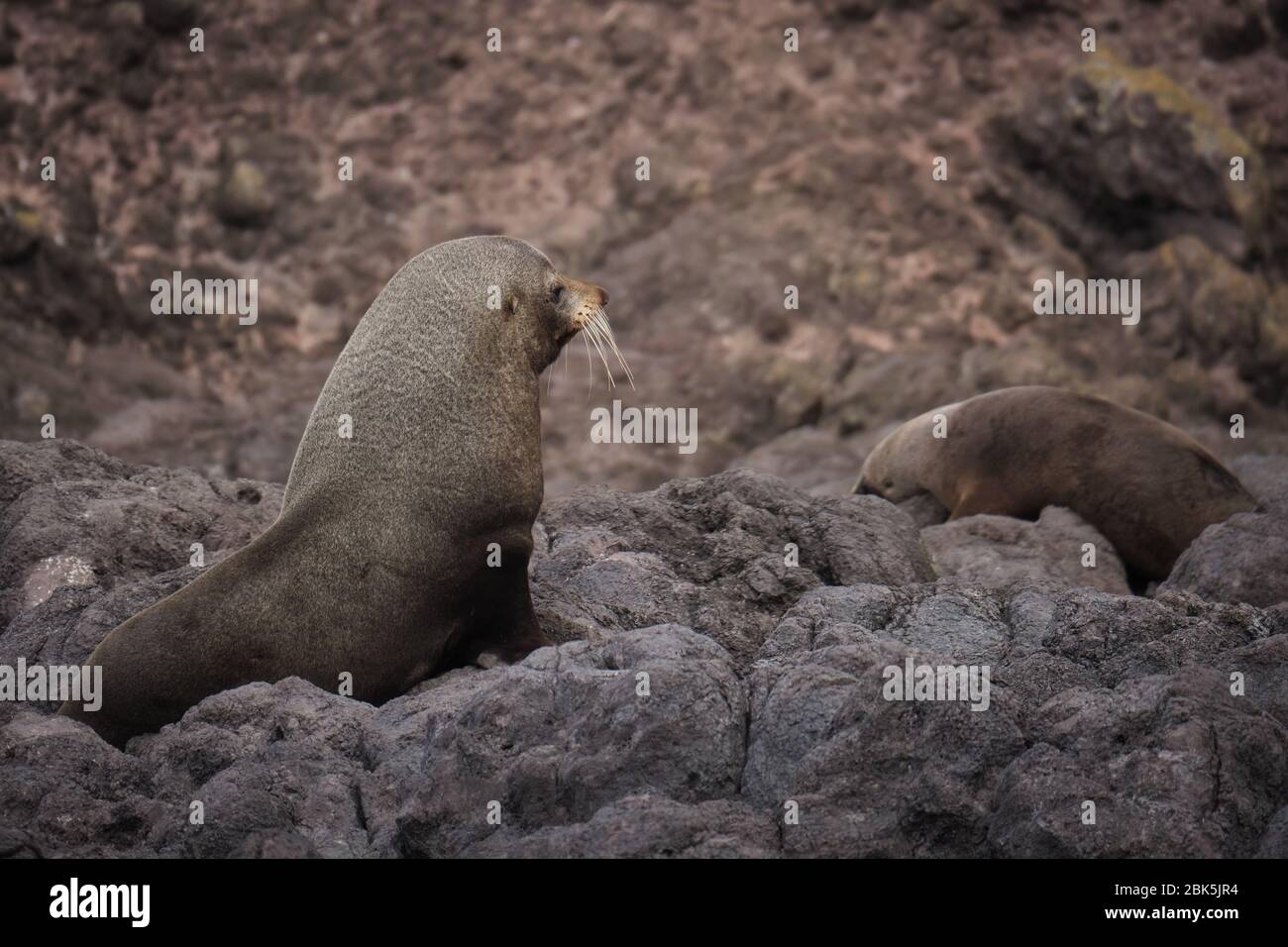 Royal albatross centre new zealand hi-res stock photography and images ...