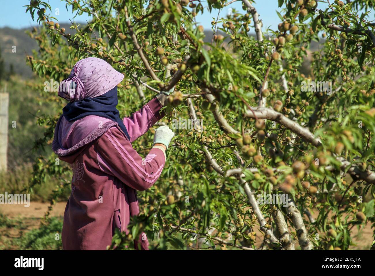 Tebourba hi-res stock photography and images - Alamy