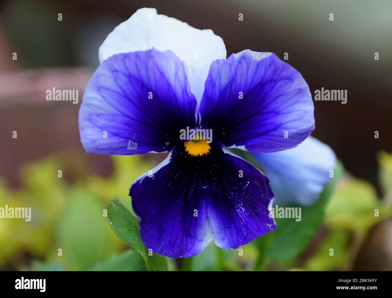 Beautiful blue white pansies hi-res stock photography and images - Alamy