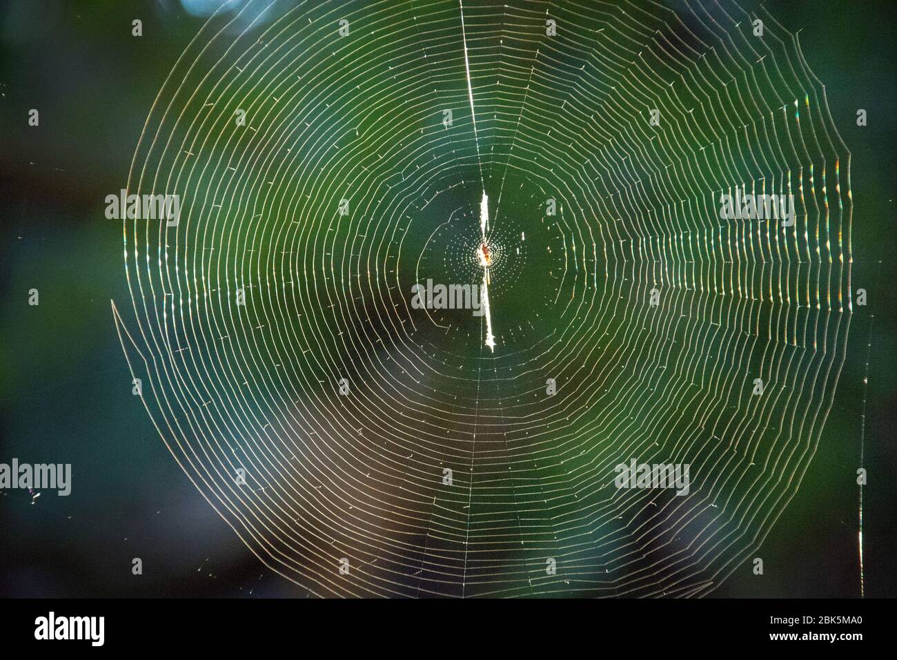 Spiral spider web hi-res stock photography and images - Alamy
