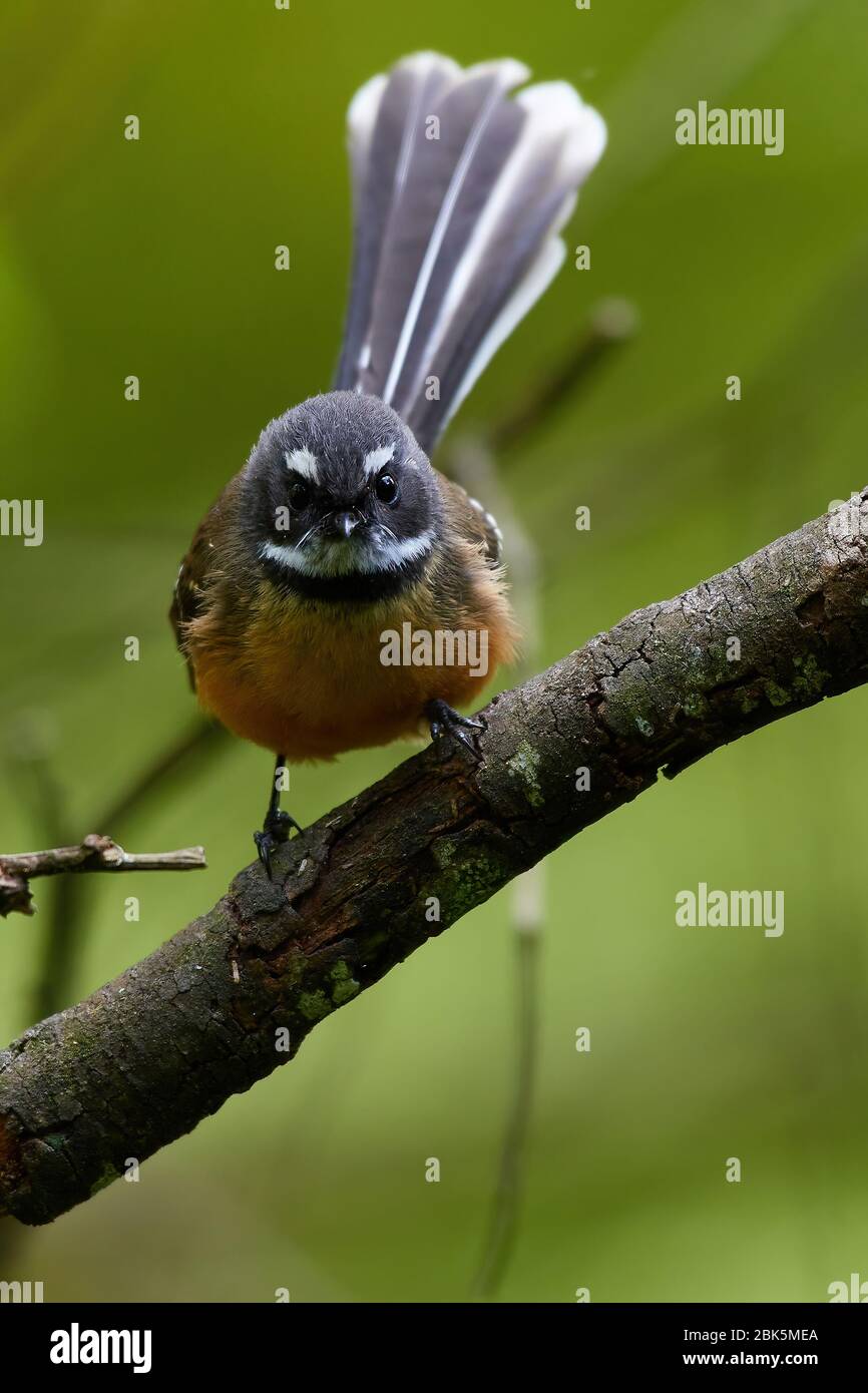 Fantail New Zealand High Resolution Stock Photography and Images - Alamy