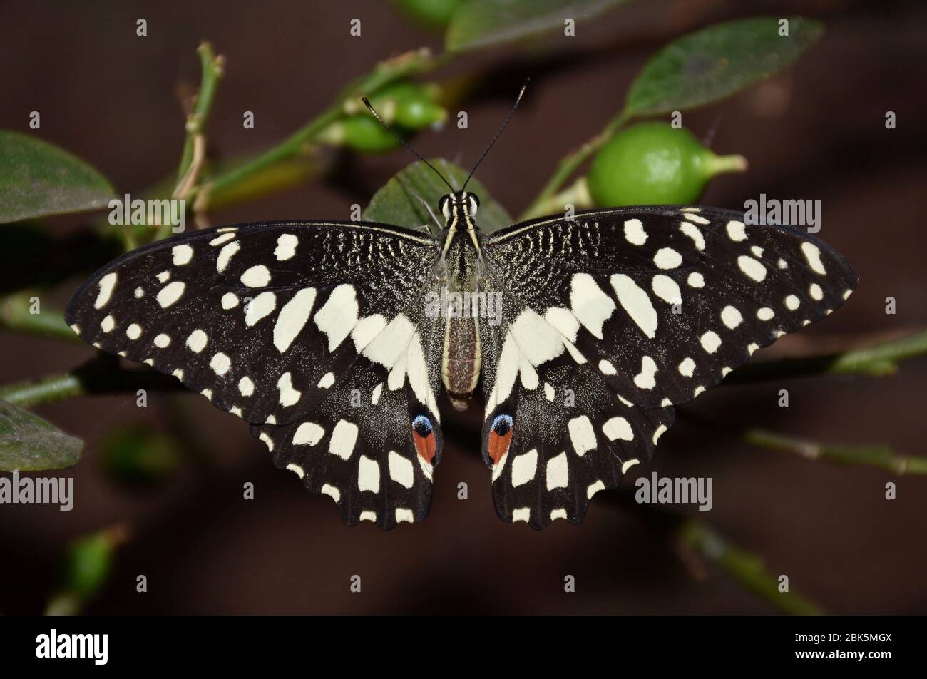 Lime butterfly or Lemon butterfly (Papilio demoleus) is a common and ...