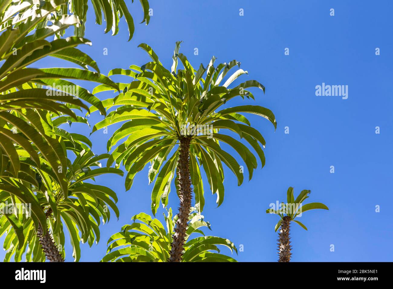 Madagascar Palm (Pachypodium lamerei), Sakalava Beach, Oronjia ...