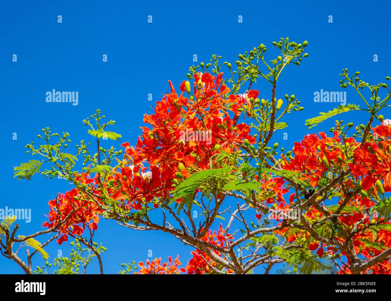 Royal Poinciana (Delonix regia), protected area Oronjia, Antsiranana ...