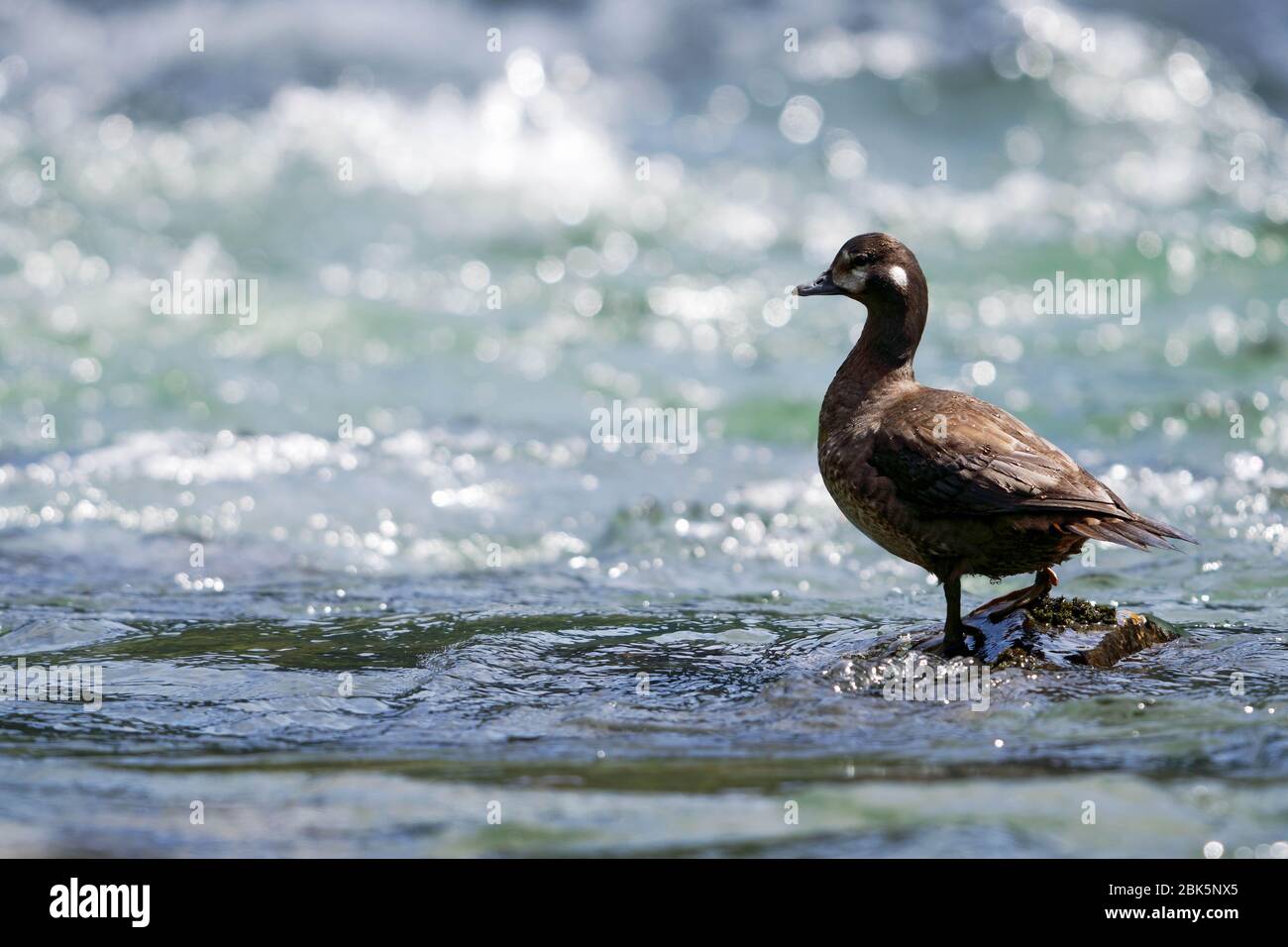 Female harlequin duck (Histrionicus histrionicus) standing on rock in ...