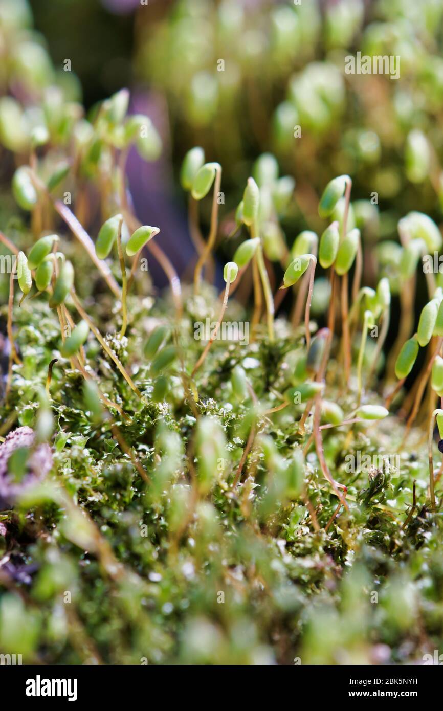 Spring plants start to grow Stock Photo - Alamy