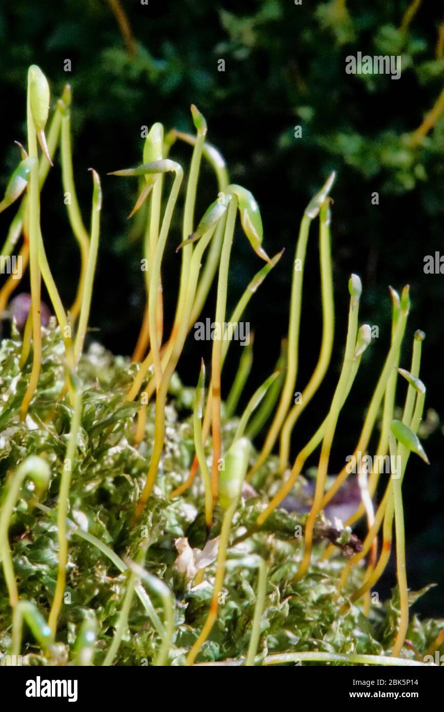 Spring plants start to grow Stock Photo - Alamy