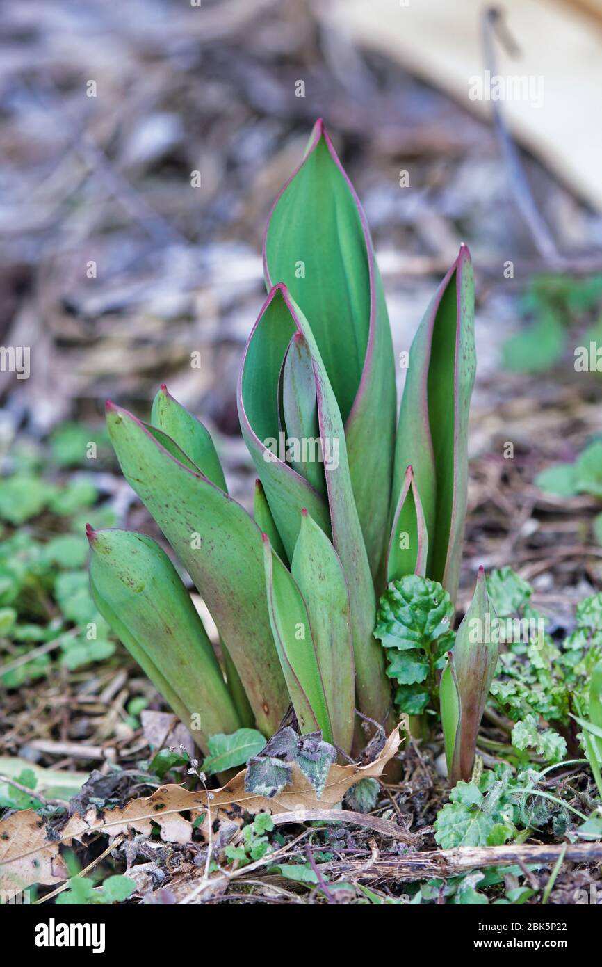 Spring plants start to grow Stock Photo - Alamy