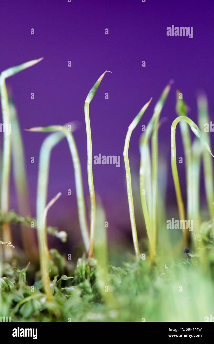 Spring plants start to grow Stock Photo - Alamy