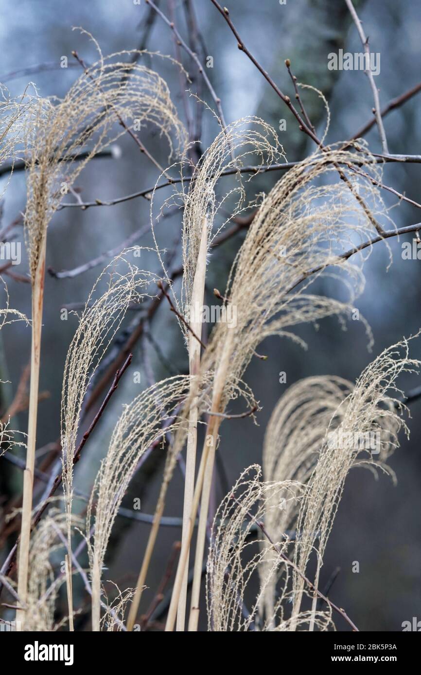 Withered plants from previous year Stock Photo - Alamy