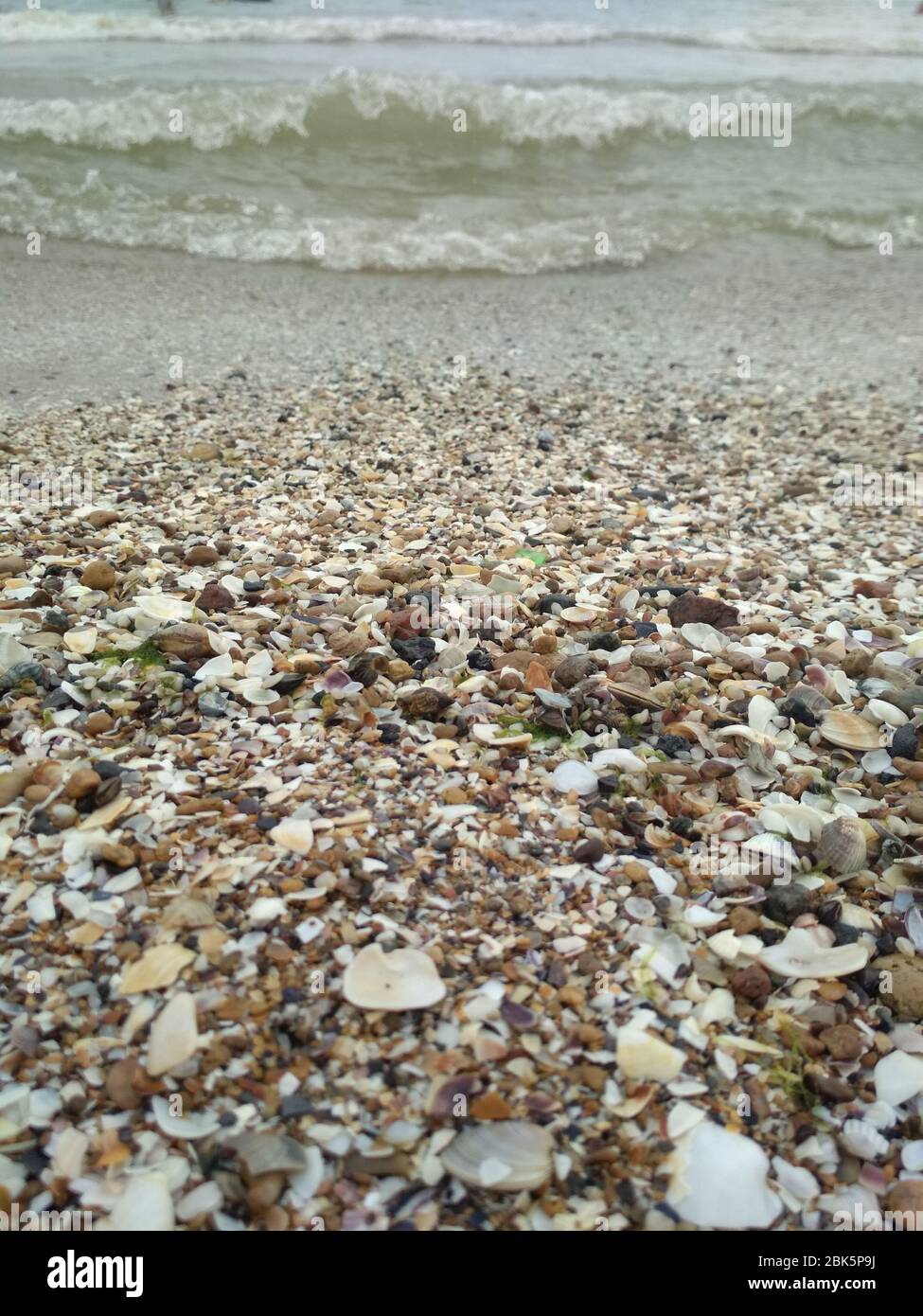 Colorful shells on the beach near the sea Stock Photo - Alamy