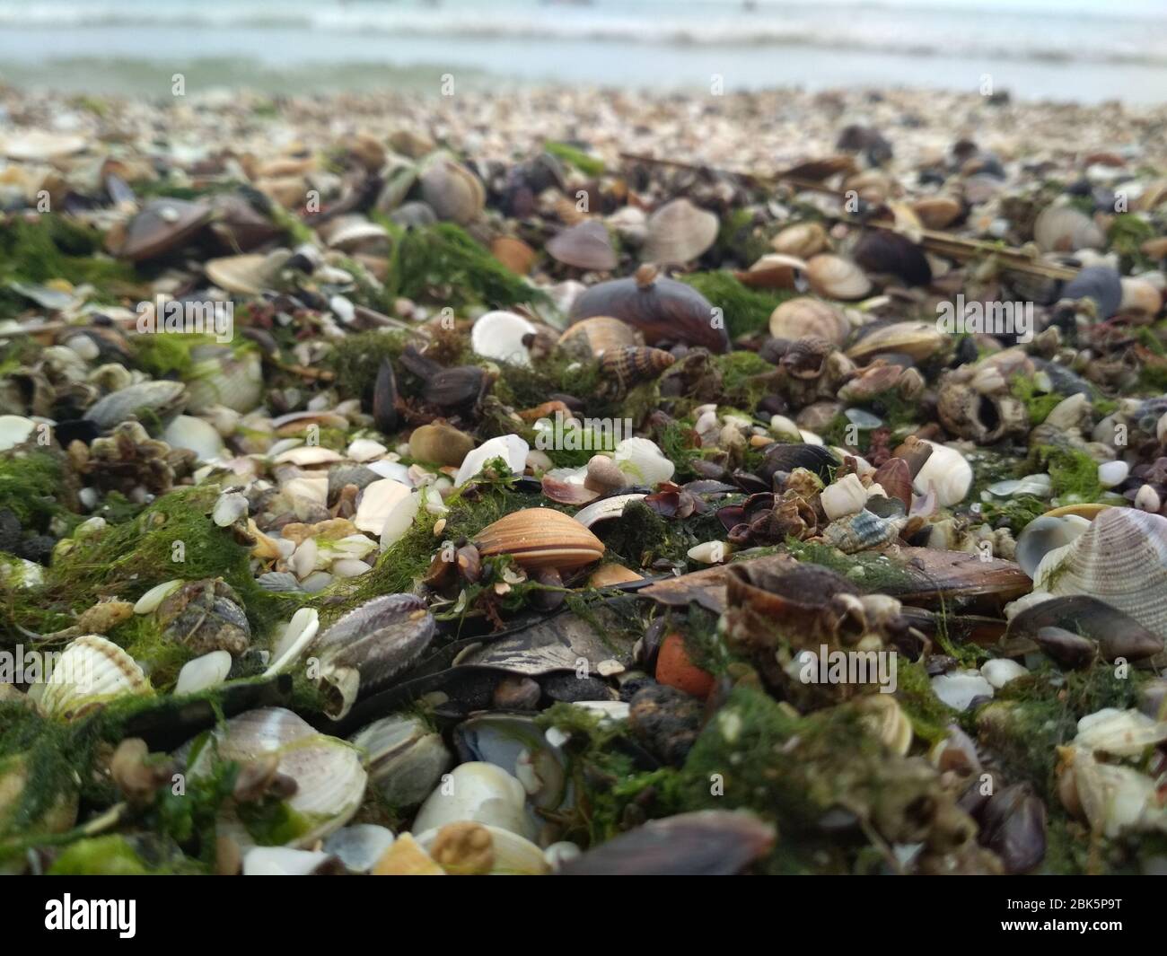 Colorful shells on the beach near the sea Stock Photo - Alamy