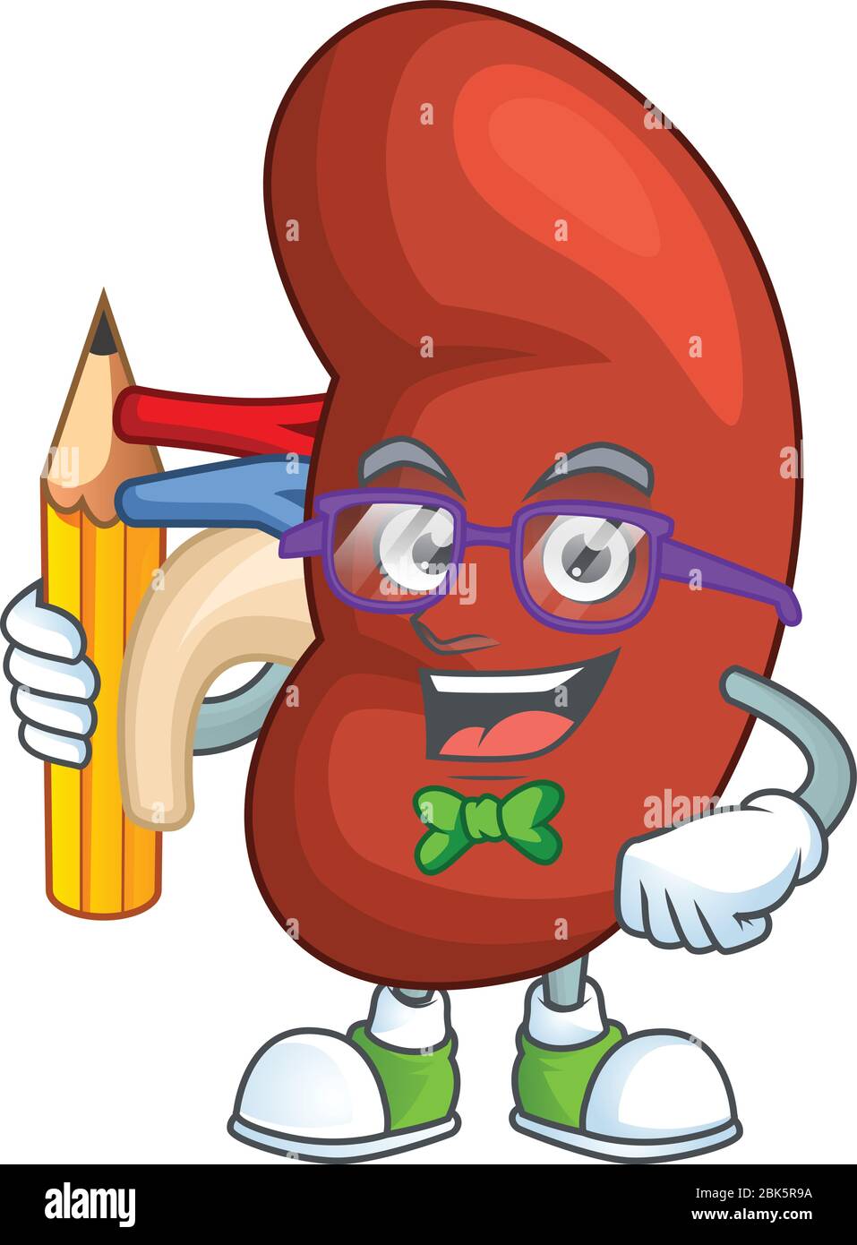 Right human kidney student cartoon character studying with pencil ...