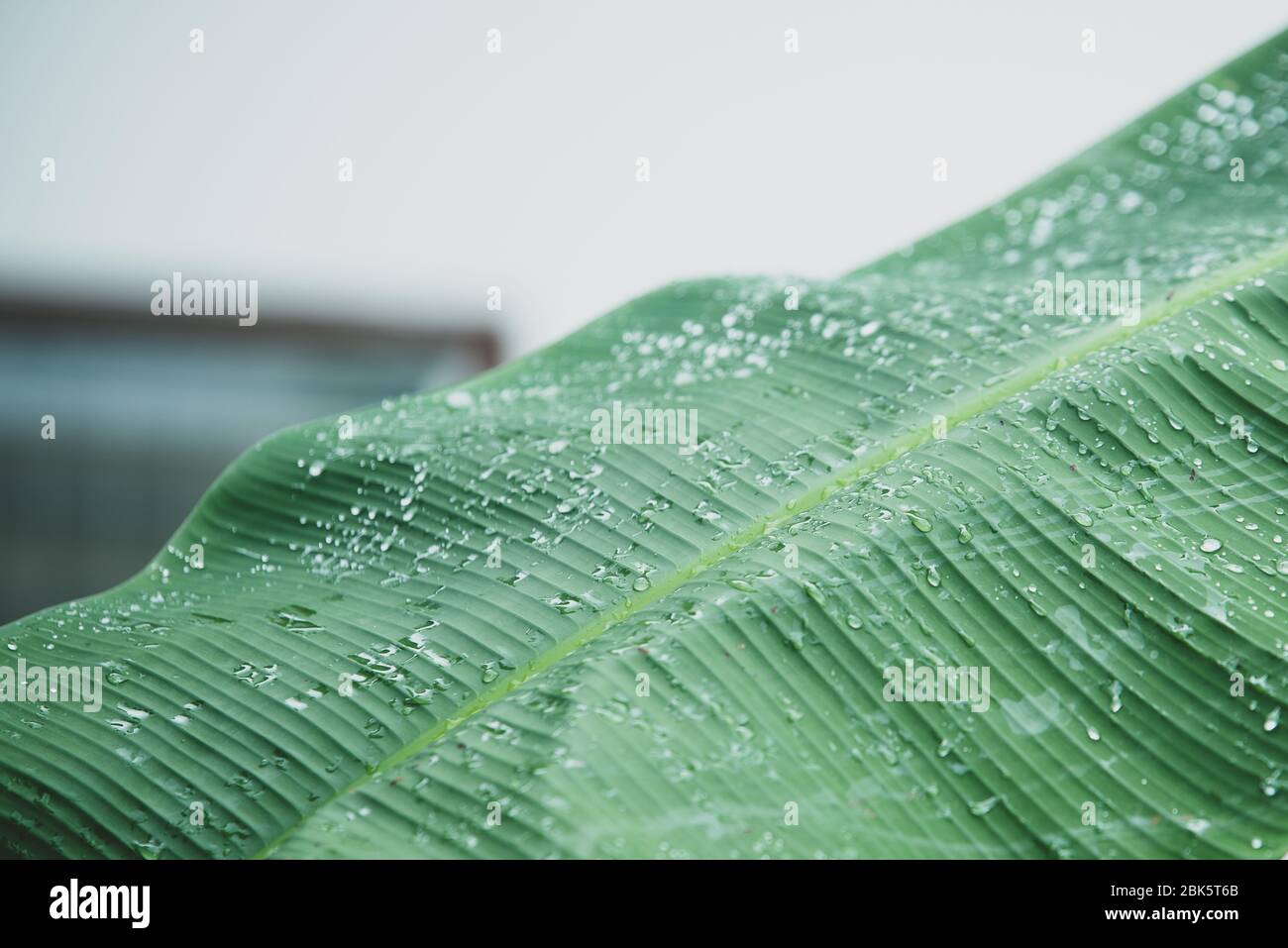 Abstrack nature green leaf background Stock Photo - Alamy
