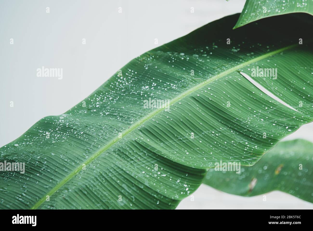 Abstrack nature green leaf background Stock Photo - Alamy