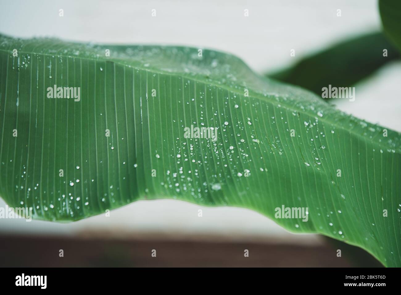 Abstrack nature green leaf background Stock Photo - Alamy